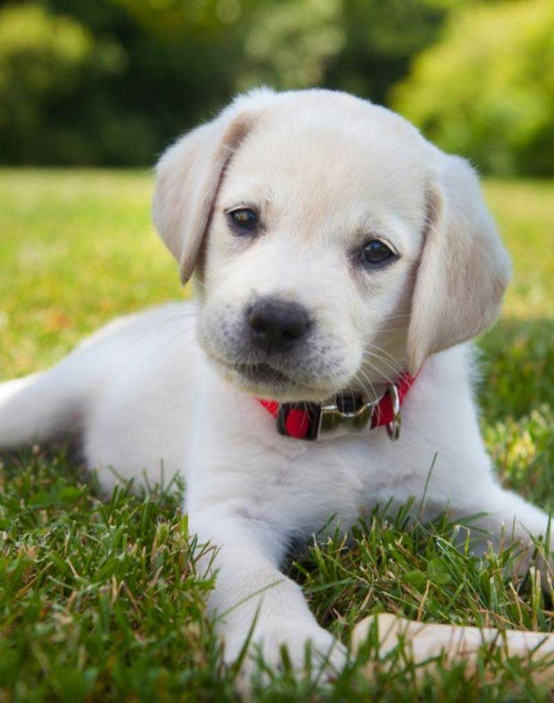 What Causes Pet Retinal Detachment? | Southeast Animal Eye Specialists