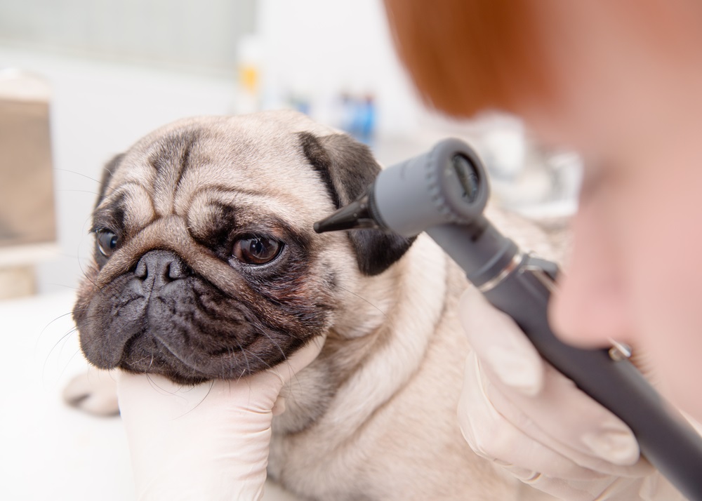 Cryosurgery For Eyelid Tumors And Distichia Southeast Animal Eye Cryosurgery For Eyelid Tumors And Distichia Southeast Animal Eye